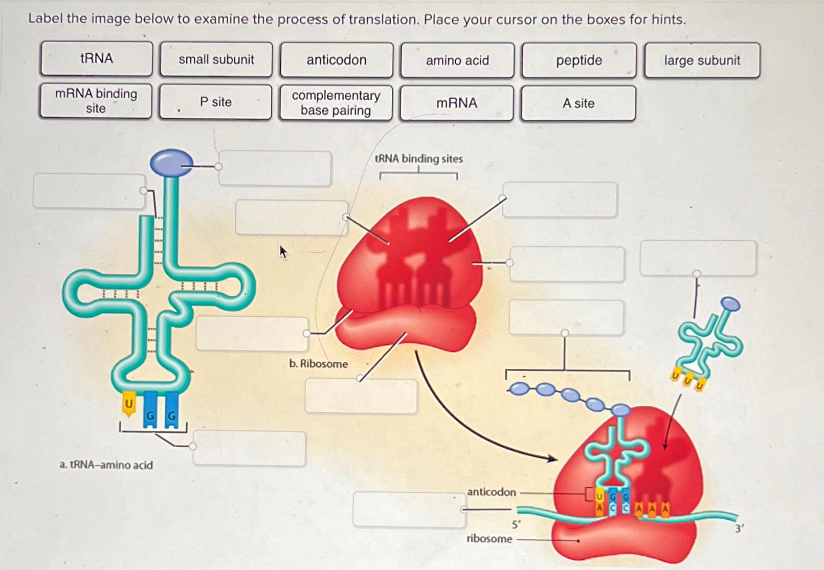 Label the image below to examine the process of | Chegg.com