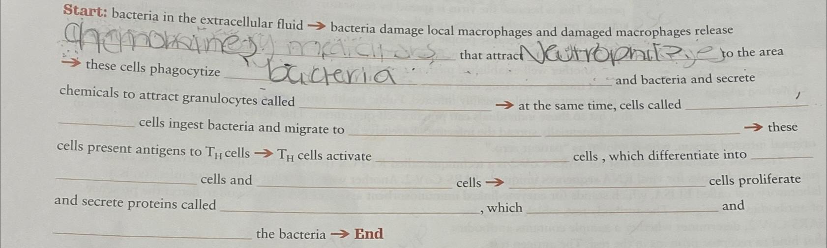 Solved Start: bacteria in the extracellular fluid → | Chegg.com