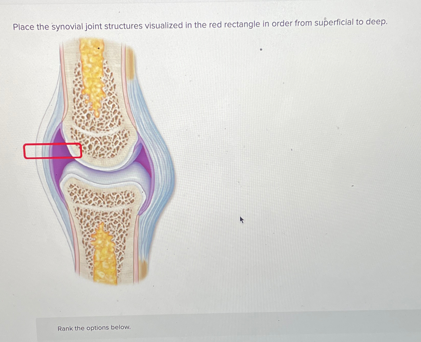 Solved Place the synovial joint structures visualized in the | Chegg.com