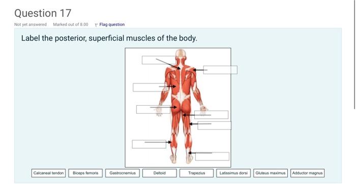 Solved Label the posterior, superficial muscles of the | Chegg.com