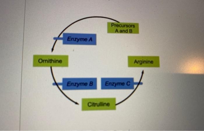 Solved Look closely at the one-gene, one-enzyme experiment | Chegg.com