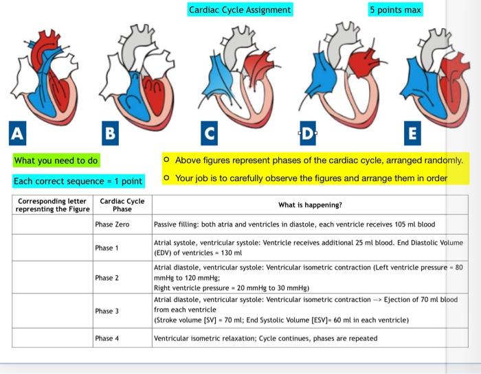 Solved Cardiac Cycle Assignment 5 points max What you need | Chegg.com