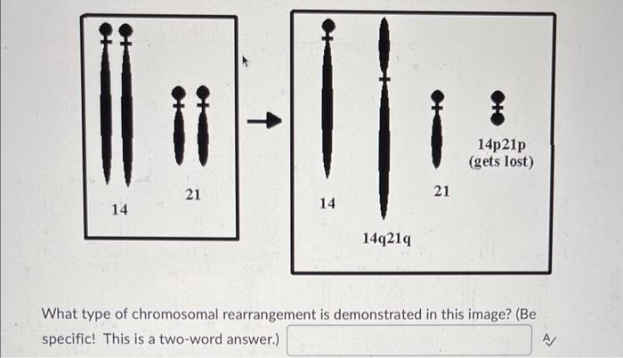 Solved What type of chromosomal rearrangement is | Chegg.com
