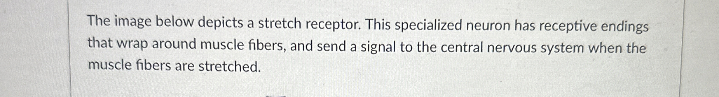 Solved The image below depicts a stretch receptor. This | Chegg.com