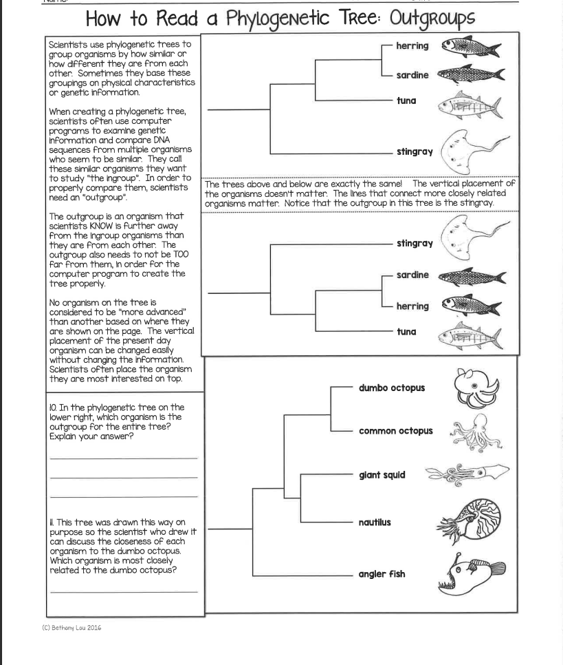 Solved How to Read a Phylogenetic Tree: OutgroupsScientists | Chegg.com