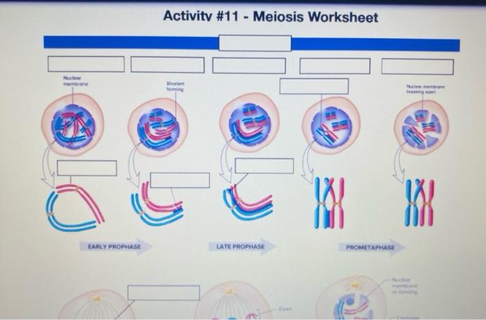 Solved Activity #11 - Meiosis Worksheet W TARLY PROPHASE | Chegg.com
