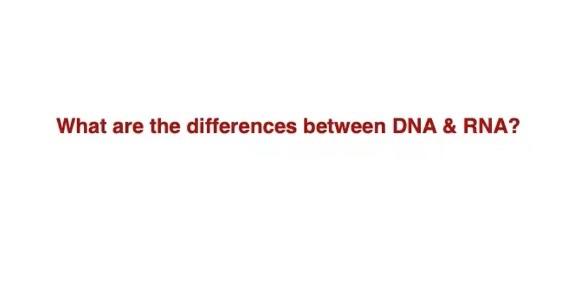 Solved What are the differences between DNA \& RNA? | Chegg.com