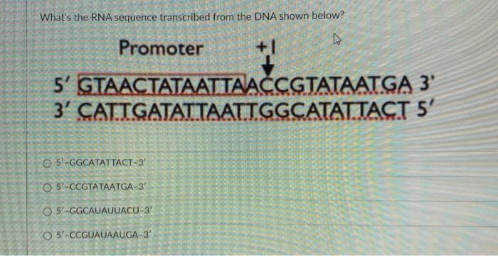 Solved What's the RNA sequence transcribed from the DNA | Chegg.com
