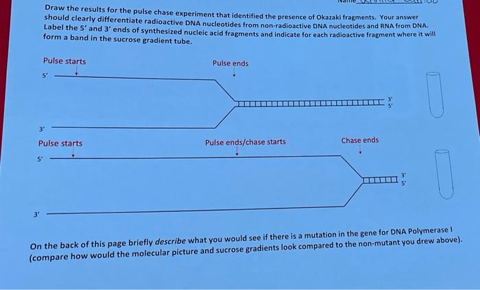 Solved Draw the results for the pulse chase experiment that | Chegg.com