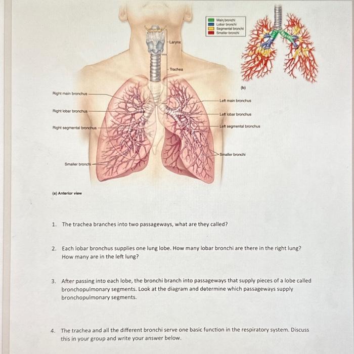 Solved 1. The trachea branches into two passageways, what | Chegg.com