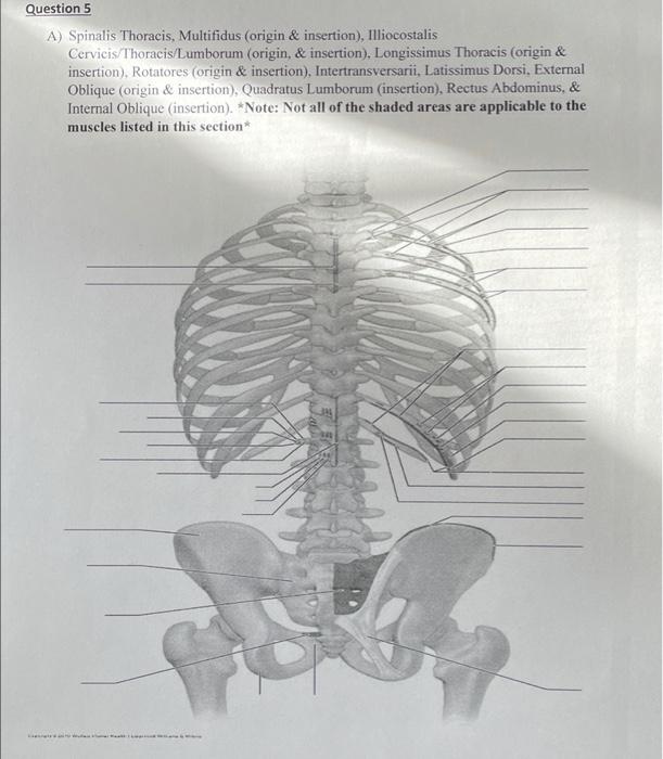 Solved Question 5 A) Spinalis Thoracis, Multifidus (origin & | Chegg.com