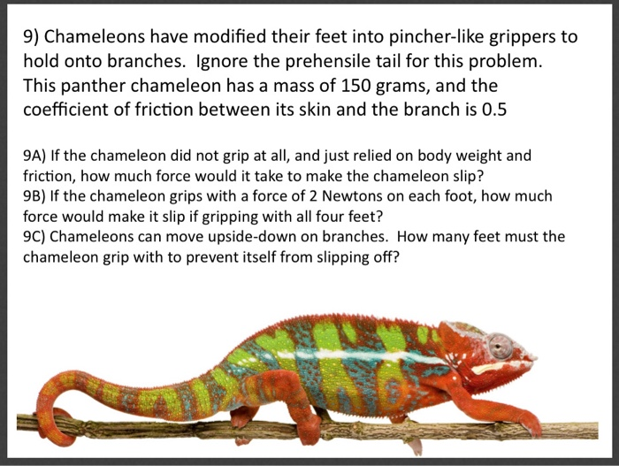 Solved 9) Chameleons have modified their feet into | Chegg.com