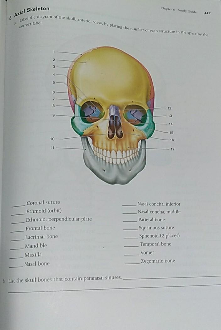 Solved 6. Axial Skeleton Label the diagram of the skull, | Chegg.com