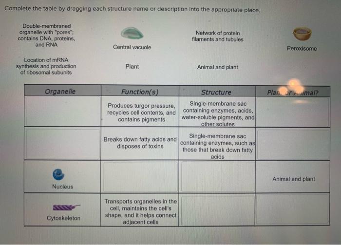 Solved Complete the table by dragging each structure name or | Chegg.com