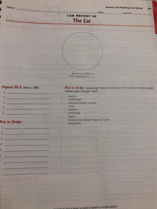 Solved Name: Anatomy and Physiology Lab Manuel Date: Section | Chegg.com