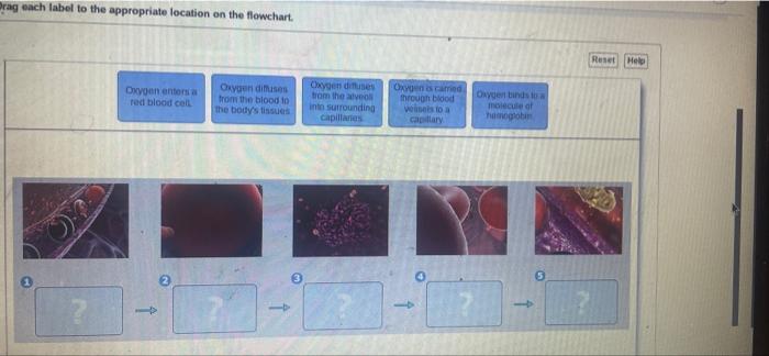 Solved Drag each label to the appropriate location on the | Chegg.com