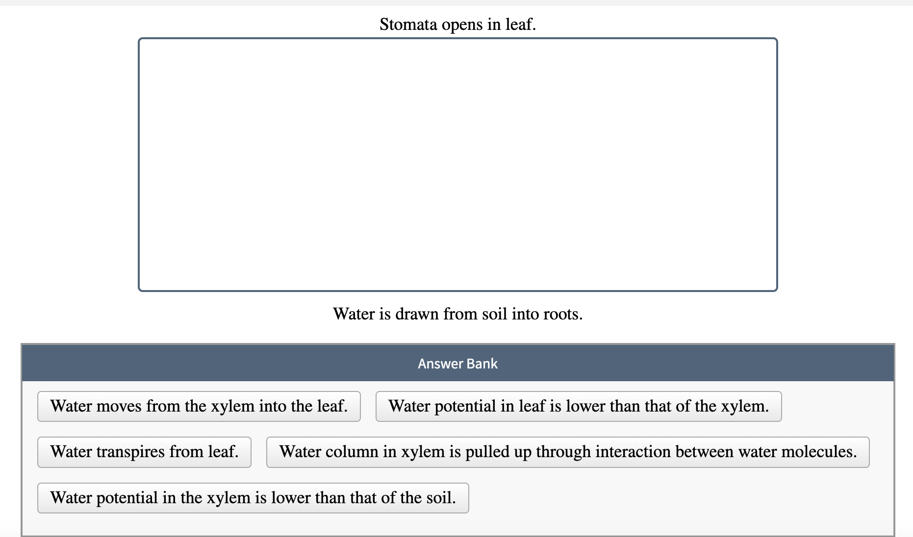 Solved Stomata opens in leaf.Water is drawn from soil into | Chegg.com