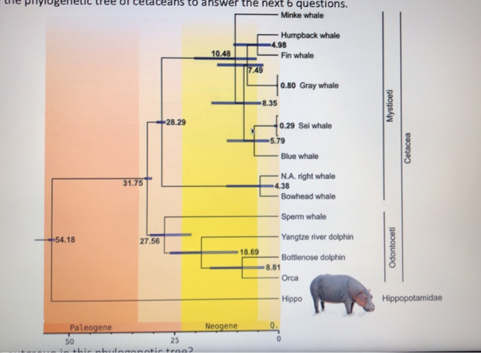 Solved Scenario: Use the phylogenetic tree of cetaceans to | Chegg.com