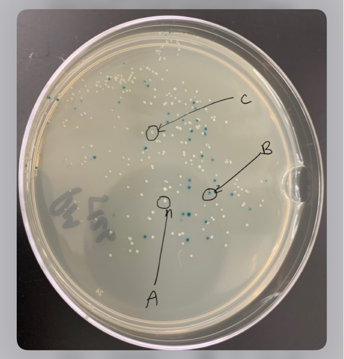 Solved A sample from a ligation reaction containing | Chegg.com