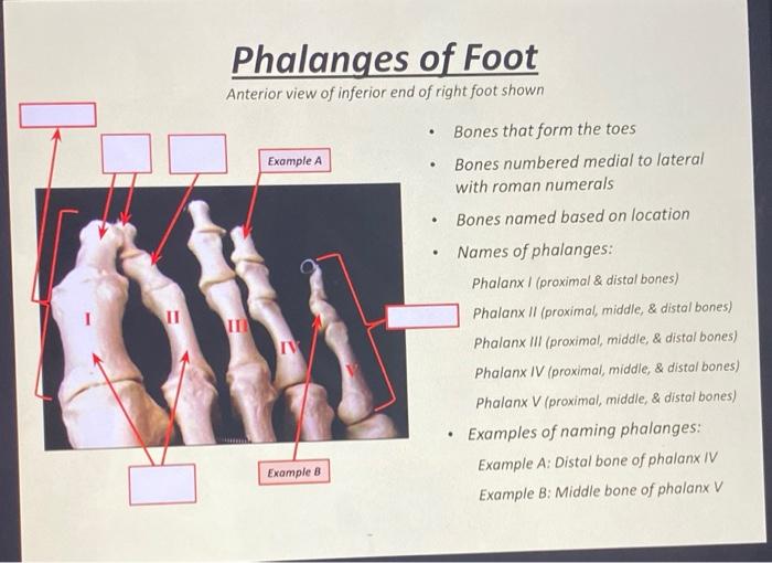 Solved Phalanges of Foot Anterior view of inferior end of | Chegg.com