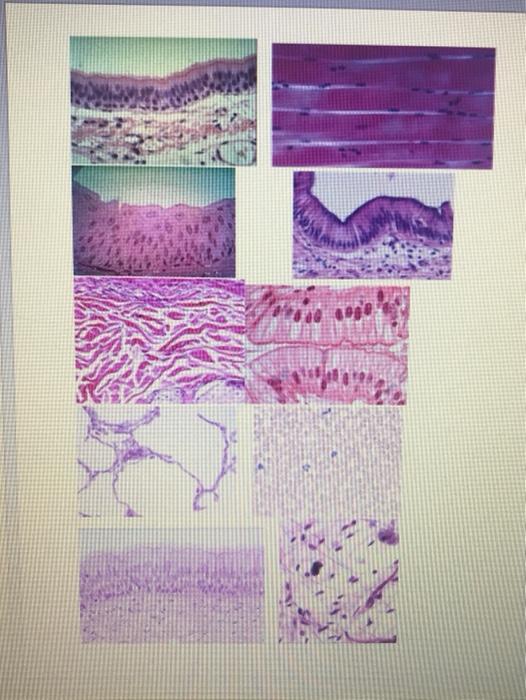 Solved label each picture with the main tissue type and then | Chegg.com