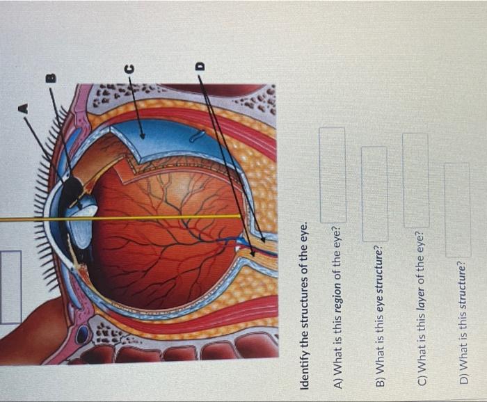Solved Identify the structures of the eye. A) What is this | Chegg.com