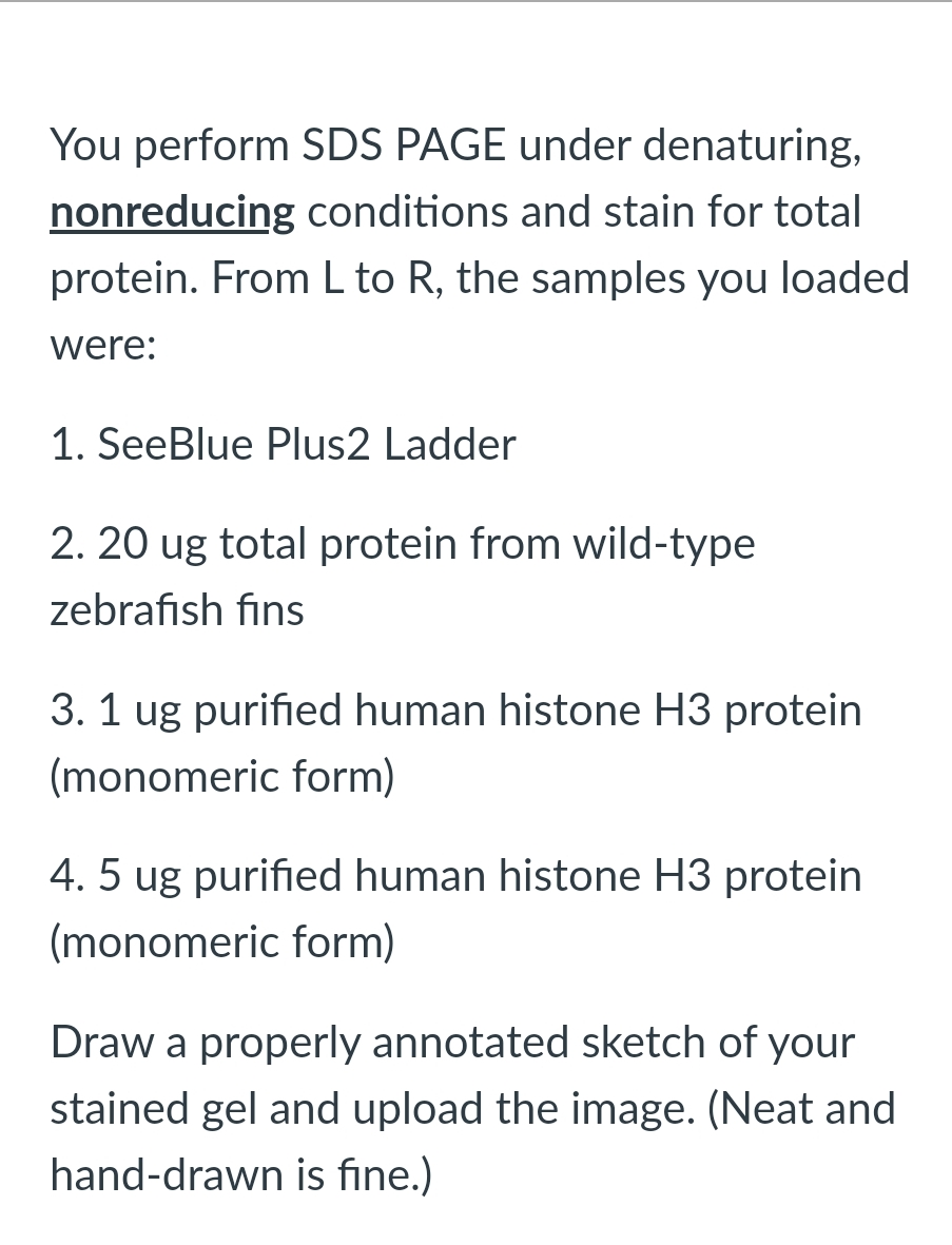 Solved You perform SDS PAGE under denaturing, nonreducing | Chegg.com