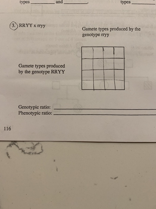 Solved types and types 3. RRYY x rryy Gamete types produced | Chegg.com