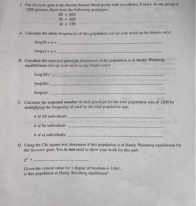 Solved 1. The Secretor gene is an obscure human blood group | Chegg.com
