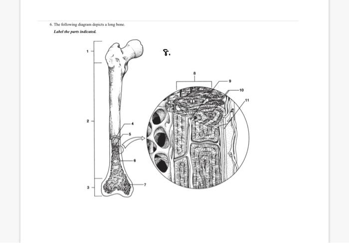 Solved 6. The following diagram depicts a long bone Labd the | Chegg.com