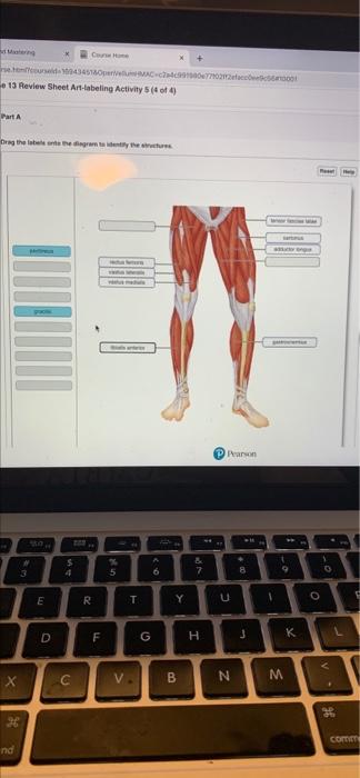 43451 13 Review Sheet Art-labeling Activity 5 (4 of | Chegg.com