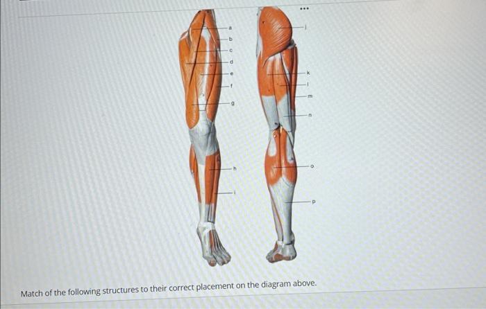 Solved 1. An oleic acid, C17H33COOH(282 g/mol), solution is | Chegg.com