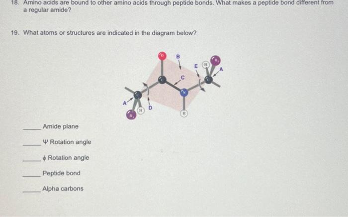 Solved 18. Amino acids are bound to other amino acids | Chegg.com