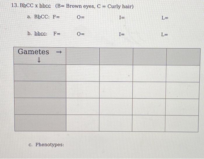 13. BbCC× bbcc (B= Brown eyes, C= Curly hair ) a. | Chegg.com
