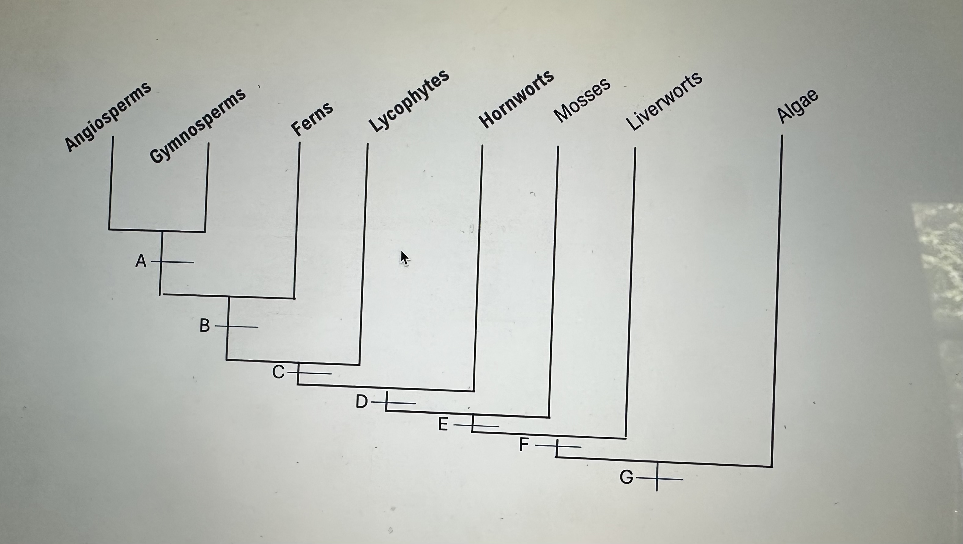 Solved Below is a hypothesis for the land plant phylogeny | Chegg.com