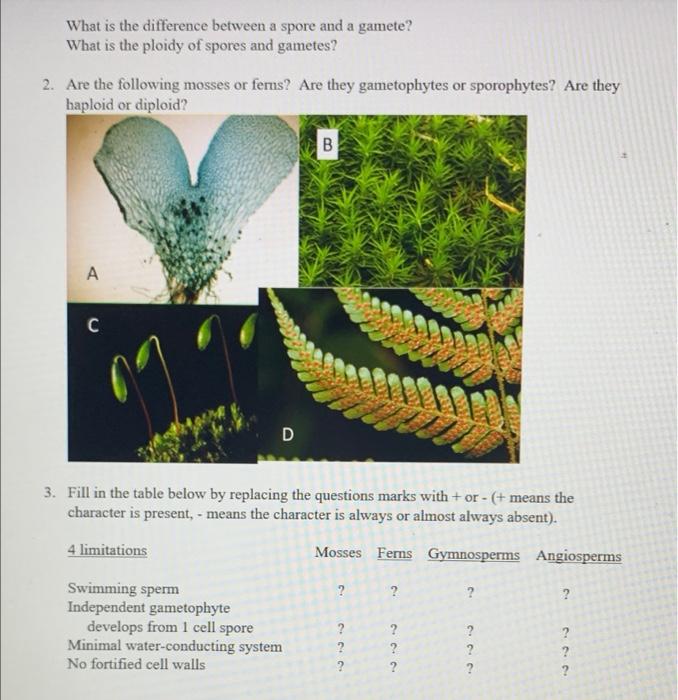 Solved What is the difference between a spore and a gamete? | Chegg.com