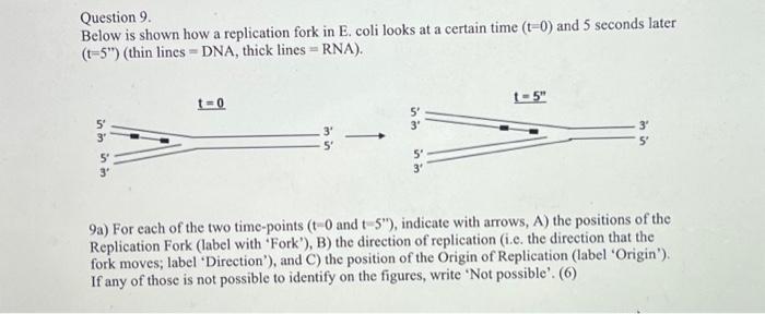 Solved Question 9. Below is shown how a replication fork in | Chegg.com