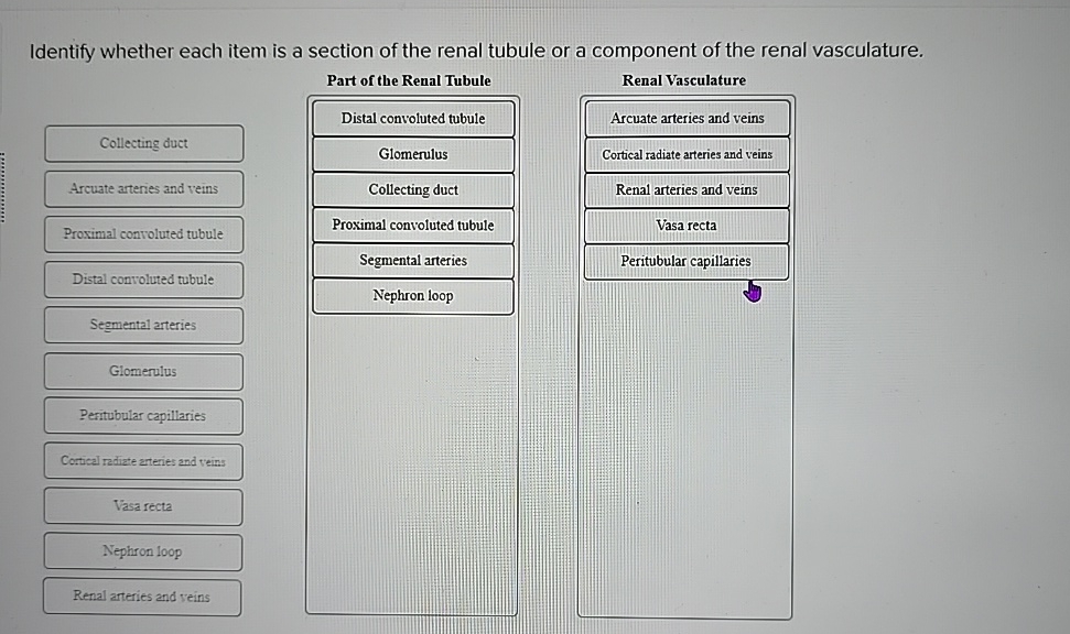 Solved Identify whether each item is a section of the renal | Chegg.com Solved Identify whether each item is a section of the renal | Chegg.com