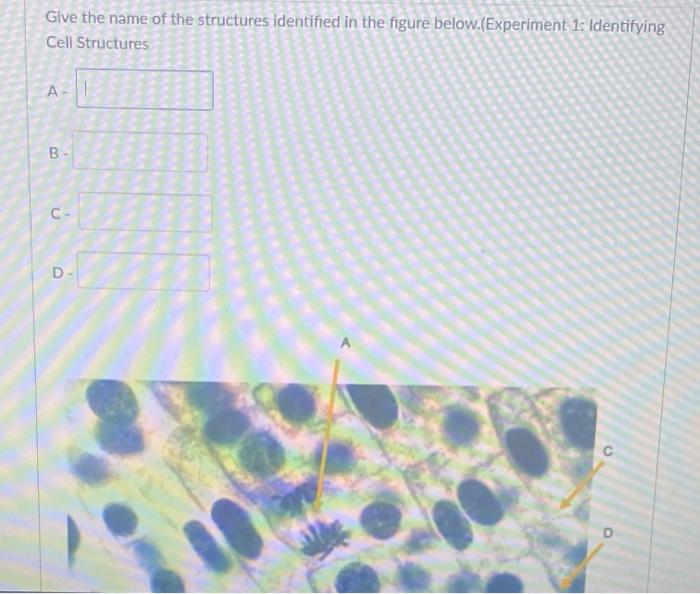 Give the name of the structures identified in the | Chegg.com Give the name of the structures identified in the | Chegg.com