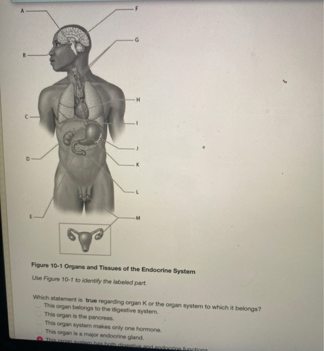 Solved Figure 10-1 Organs and Tissues of the Endocrine | Chegg.com