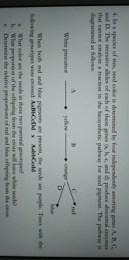 Solved 4. In a species of tree, seed color is determined by | Chegg.com