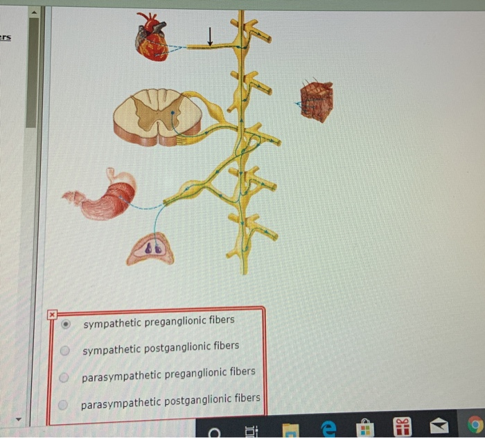Solved rs sympathetic preganglionic fibers sympathetic | Chegg.com