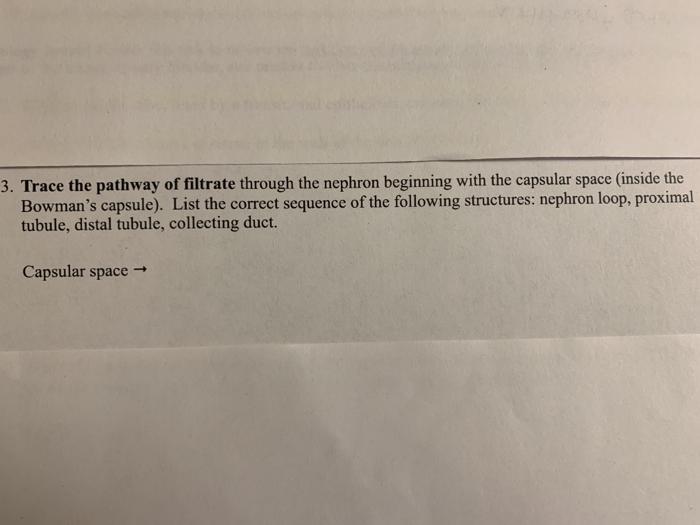 Solved 3. Trace the pathway of filtrate through the nephron | Chegg.com