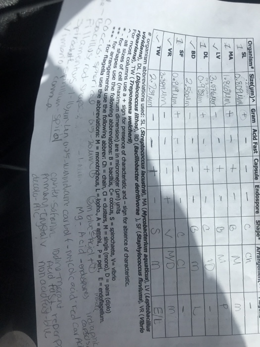 Solved Organism Acid Fast Capsule Endospore Shape - - c c | Chegg.com