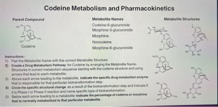Solved Codeine Metabolism and Pharmacokinetics Instructions: | Chegg.com