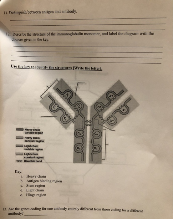 Solved 11. Distinguish between antigen and antibody. 12. | Chegg.com