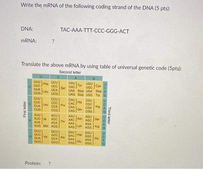 Solved Write the mRNA of the following coding strand of the | Chegg.com