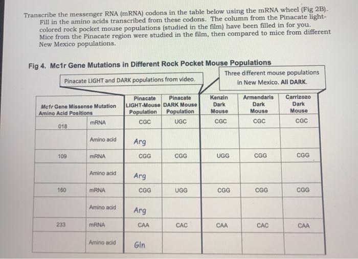 Solved Transcribe the messenger RNA (mRNA) codons in the | Chegg.com