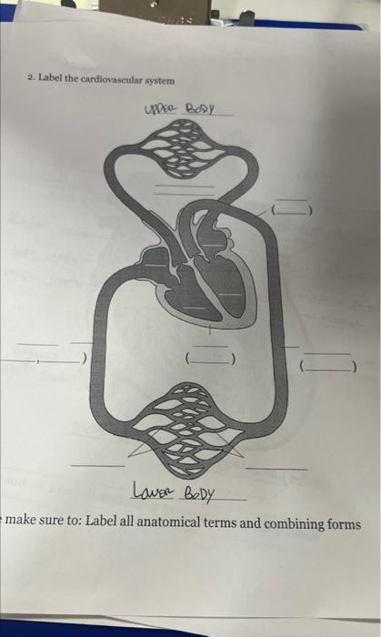 Solved 2. Label the cardiovascular system make sure to: | Chegg.com
