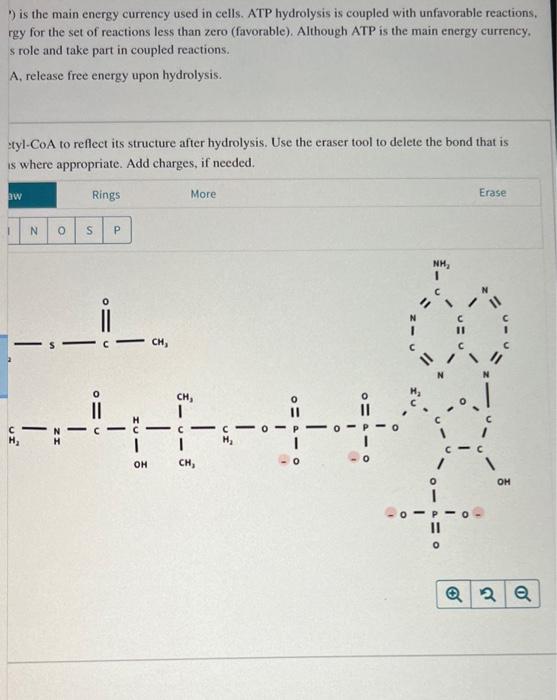 Solved Adenosine triphosphate (ATP) is the main energy | Chegg.com